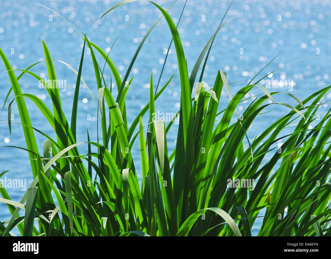 Binsen gras hi-res stock photography and images - Alamy