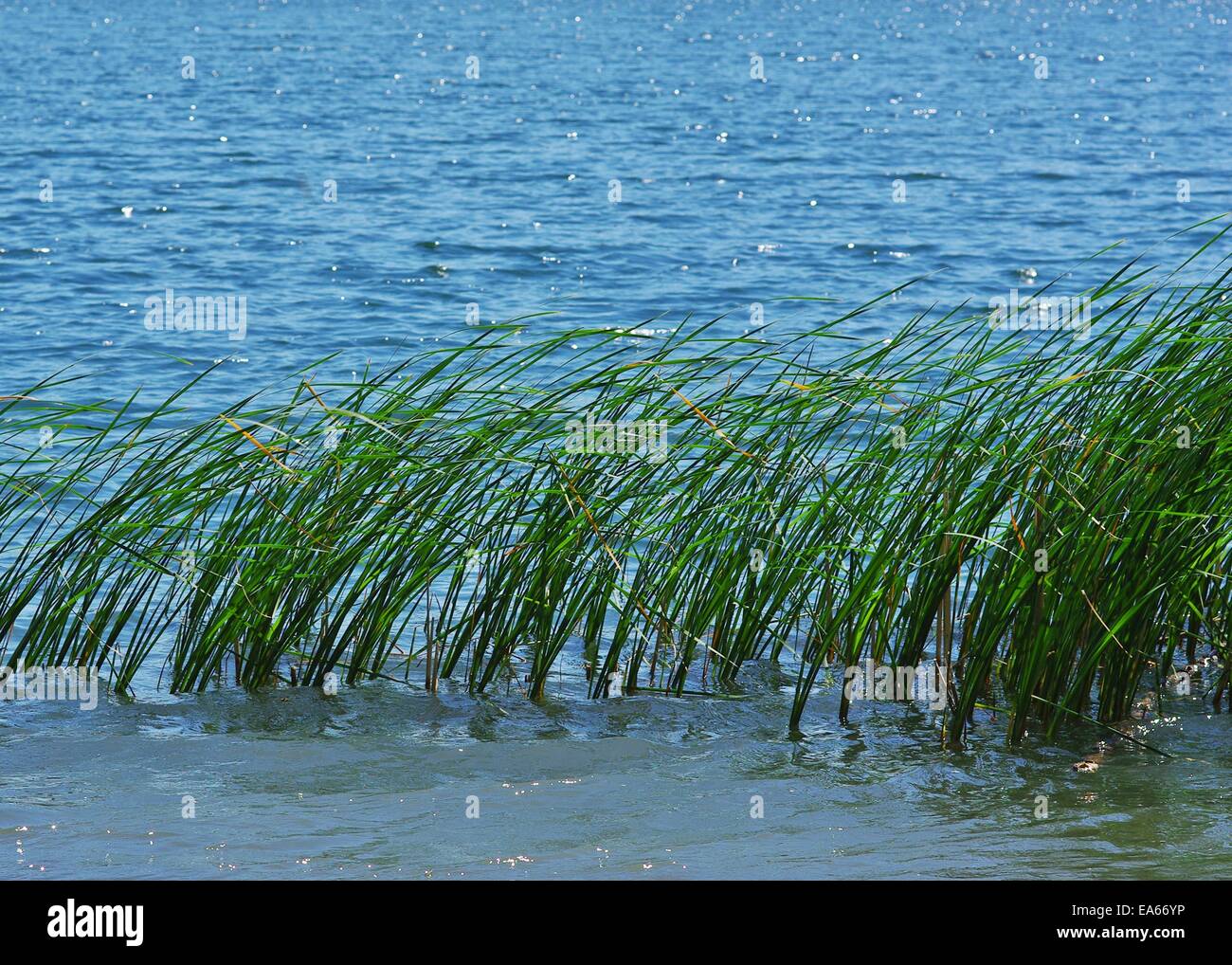 Binsen gras hi-res stock photography and images - Alamy