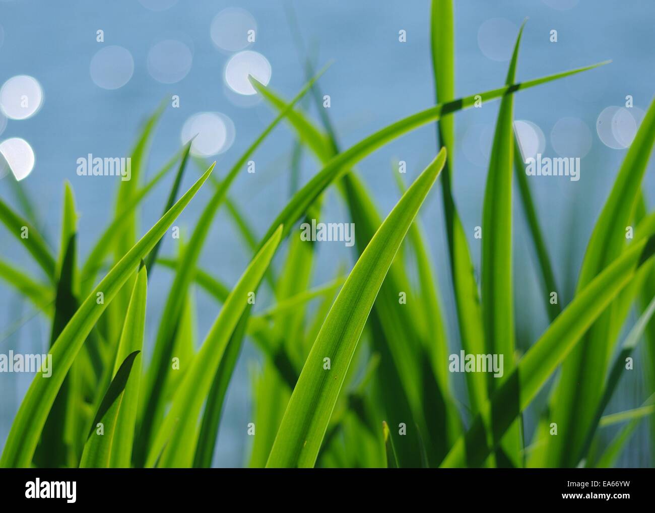 Binsen gras hi-res stock photography and images - Alamy