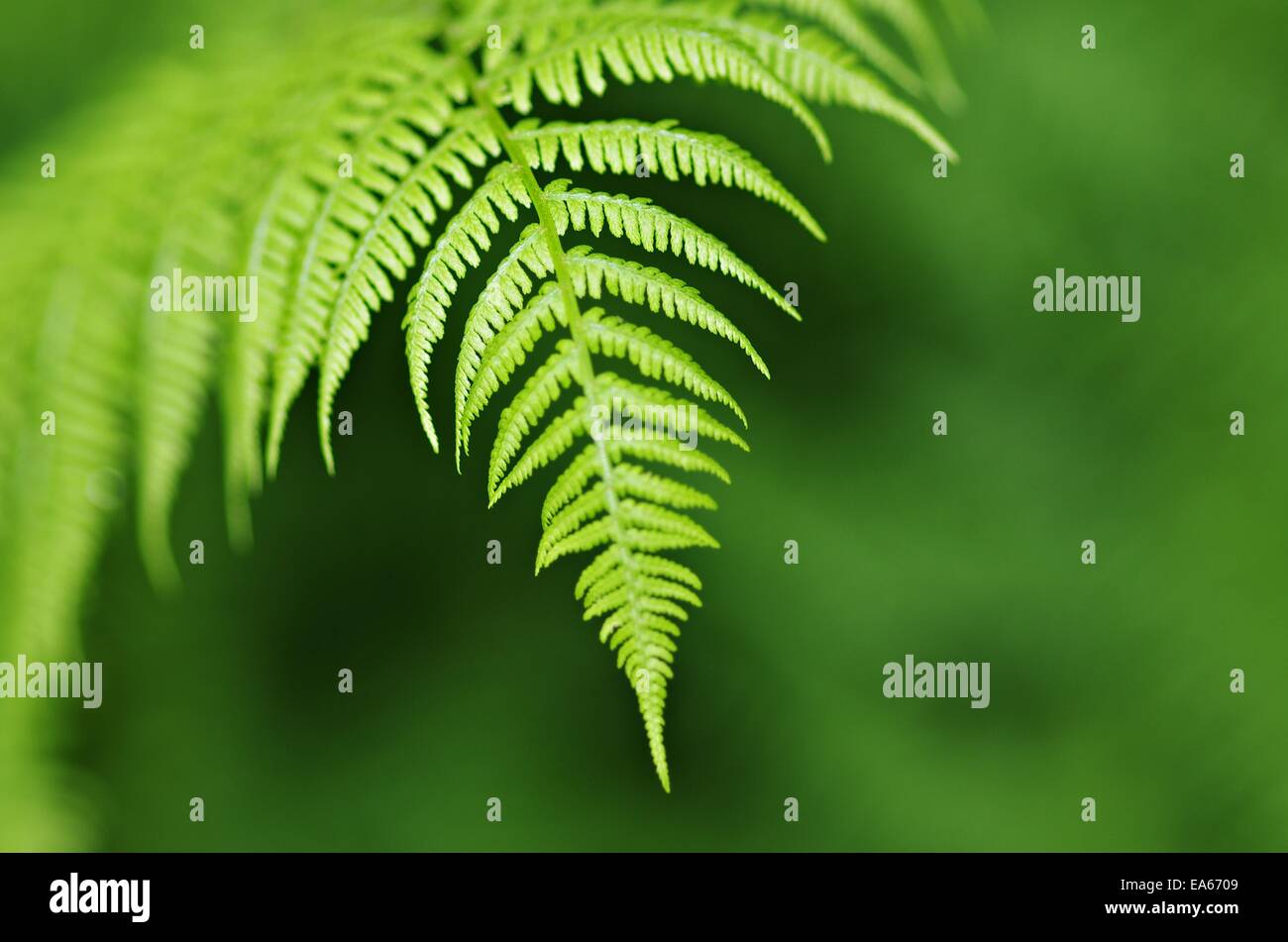 Transparent fern hi-res stock photography and images - Alamy