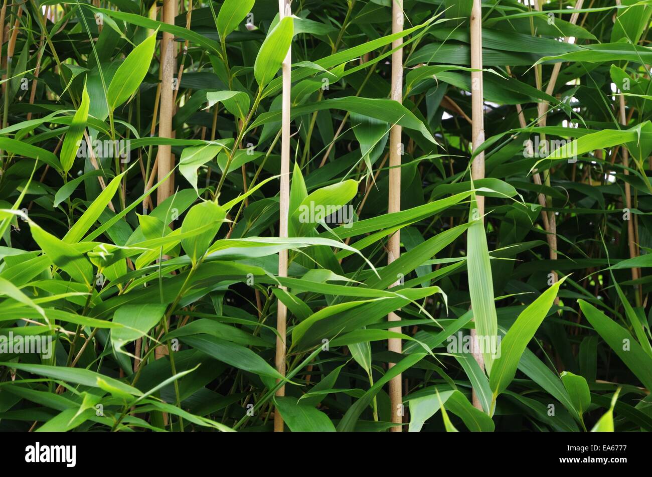 Bambustapete hi-res stock photography and images - Alamy