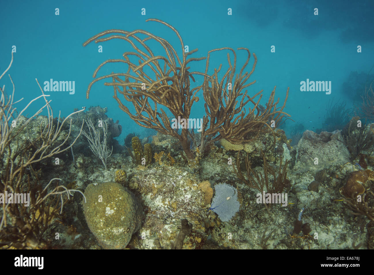 Over the abyss Stock Photo - Alamy