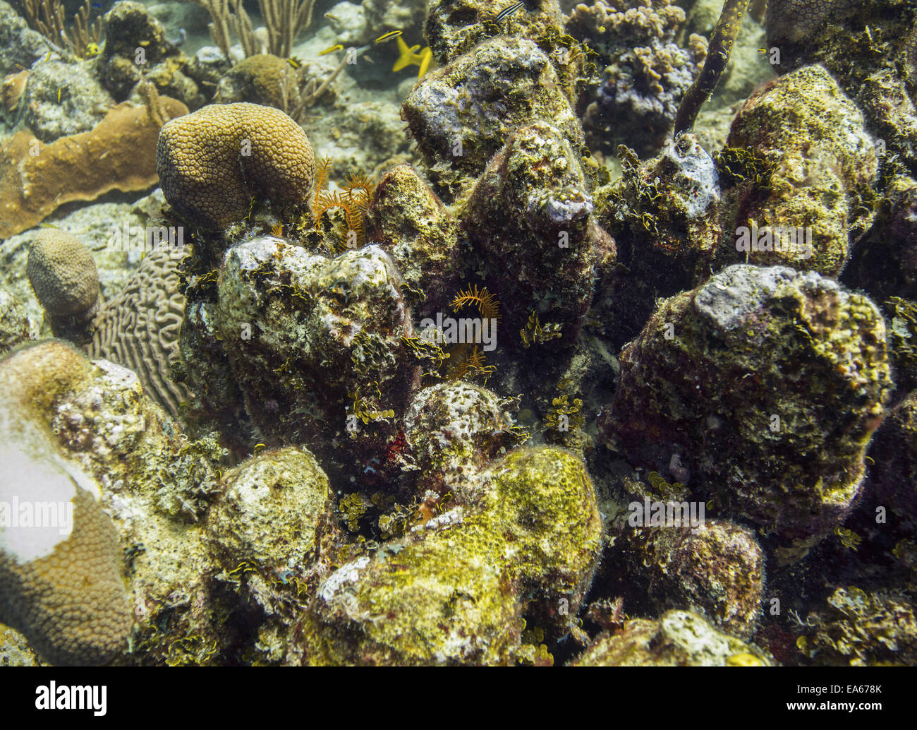 Rock wrasse hi-res stock photography and images - Alamy