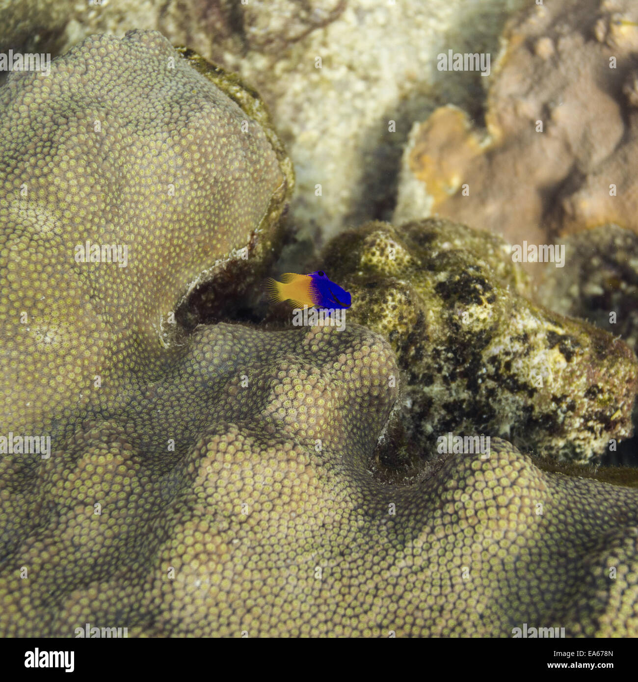 Fairy basslet hi-res stock photography and images - Alamy