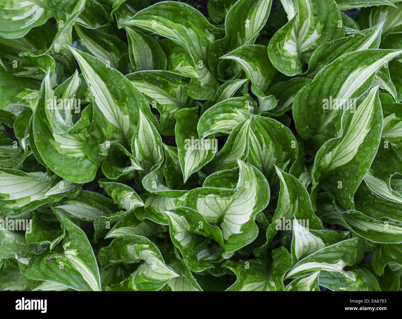 Leave and droplet Stock Photo - Alamy