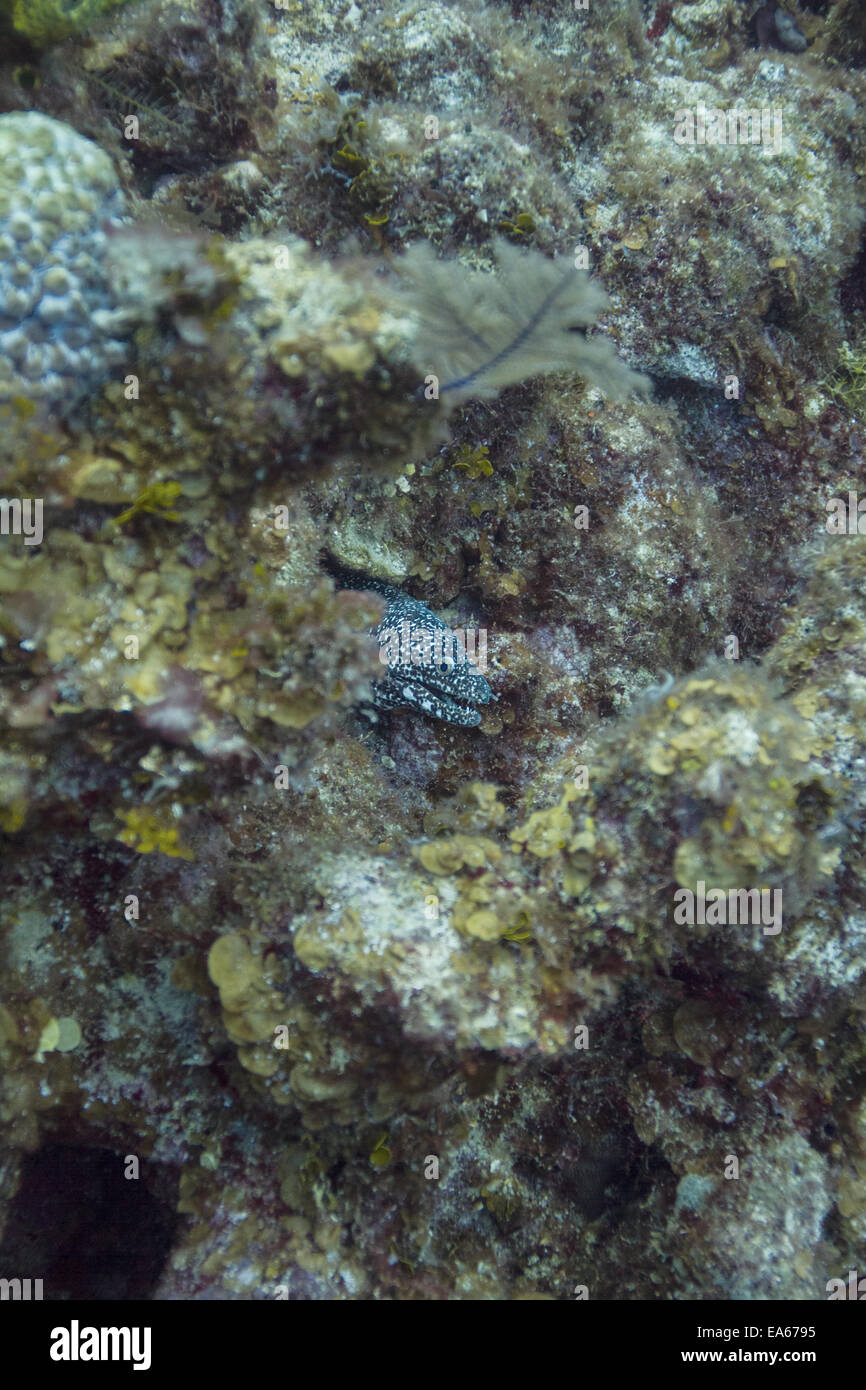 Moray eye hi-res stock photography and images - Alamy