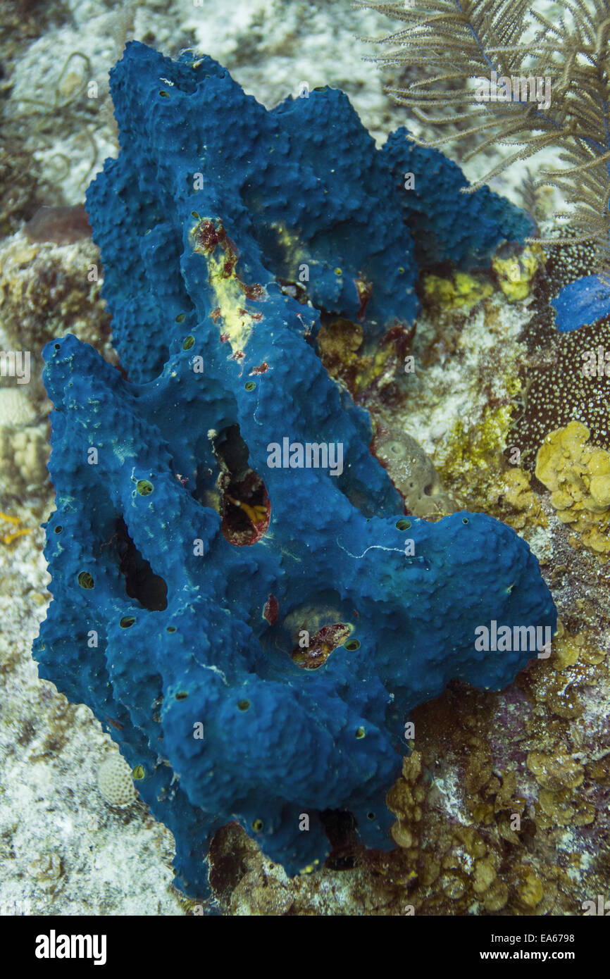 Sponge diving boat hi-res stock photography and images - Alamy