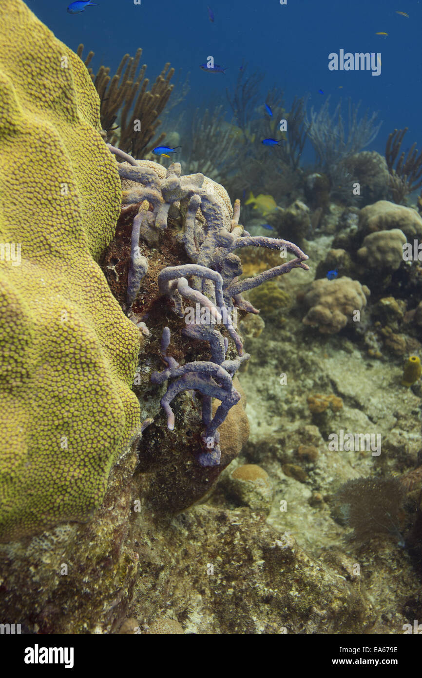 Row pore rope sponge Stock Photo - Alamy