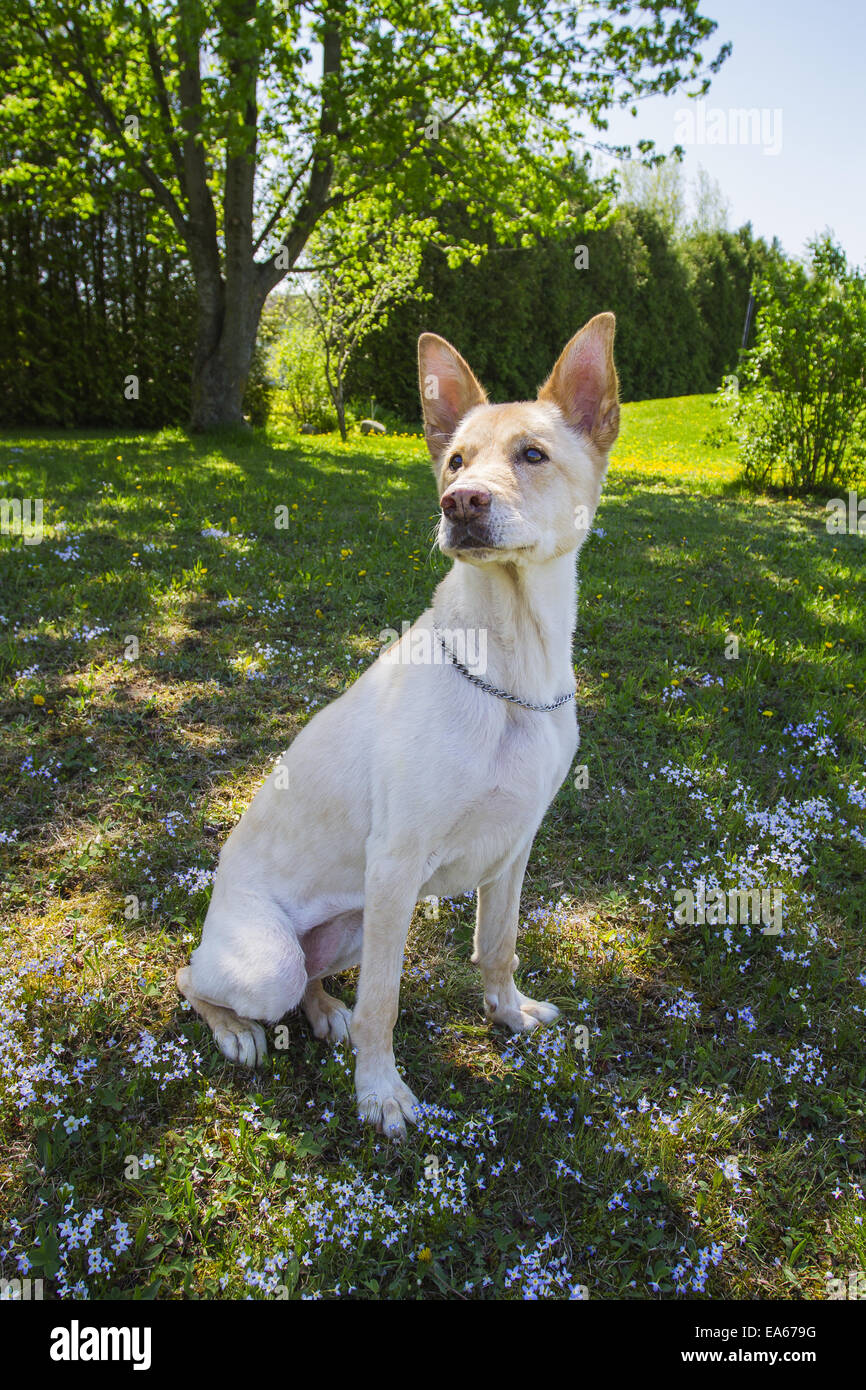 Dog watcher hi-res stock photography and images - Alamy