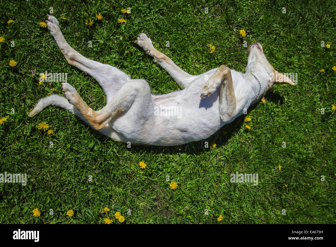 Happy dogs hi-res stock photography and images - Alamy