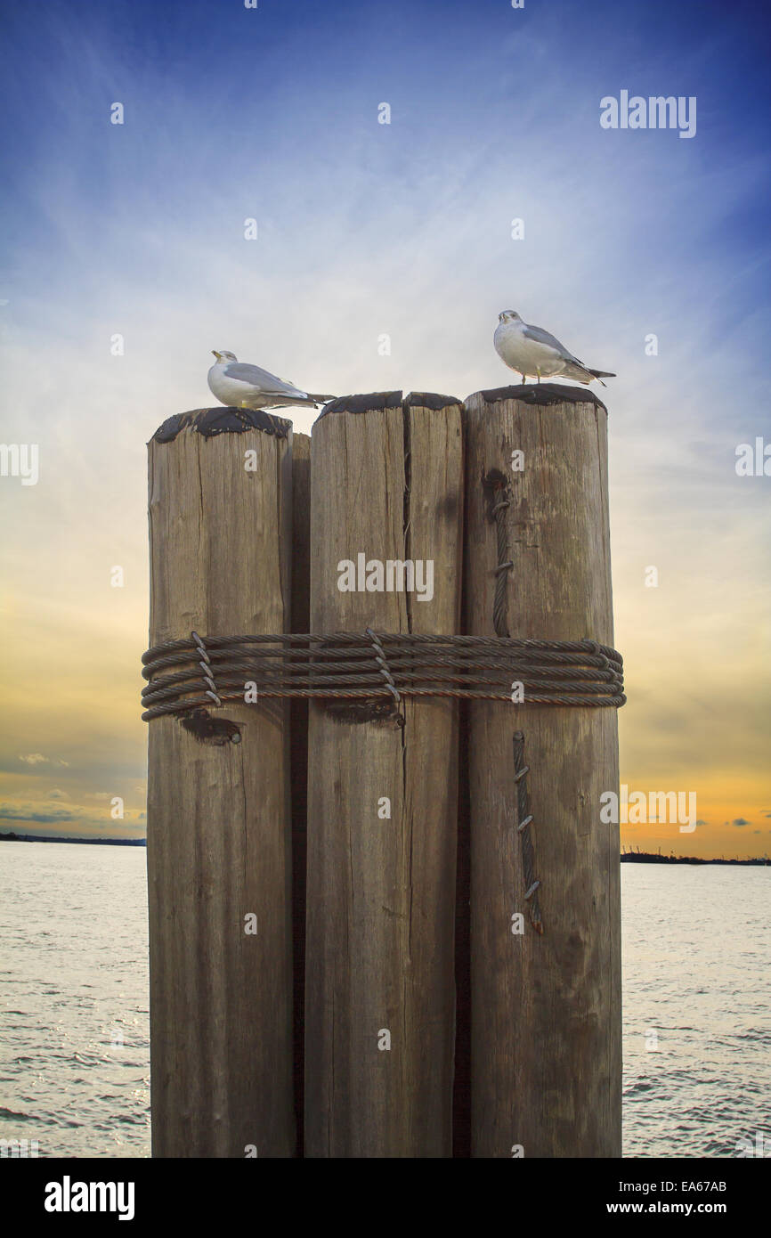 Seagull on a pier Stock Photo - Alamy