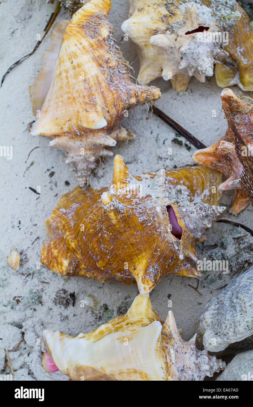 Seashell by the sea shore Stock Photo - Alamy