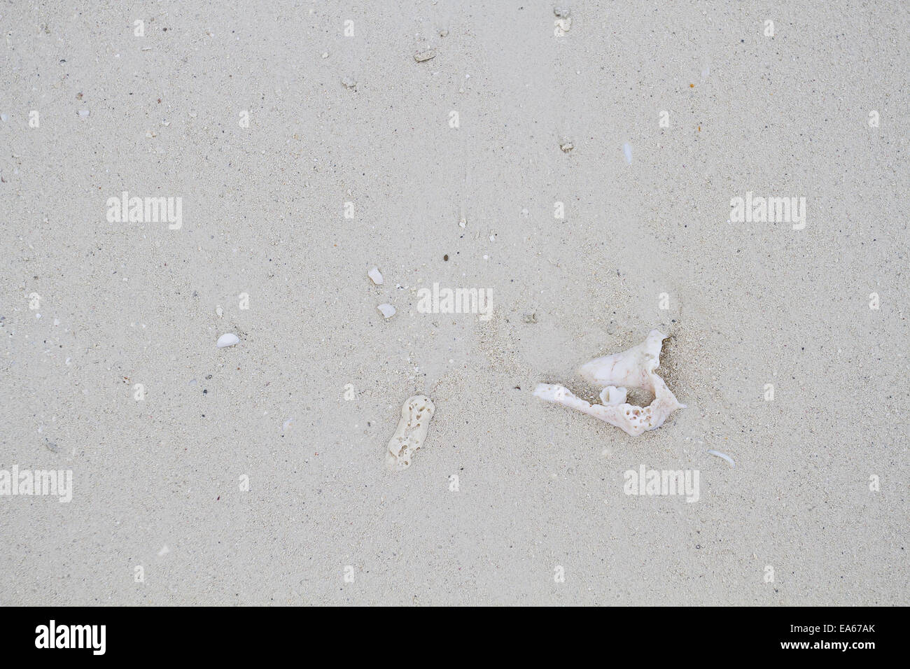 Shell and sand Stock Photo - Alamy