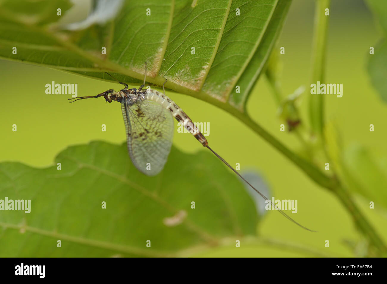 Mayfly Stock Photo - Alamy