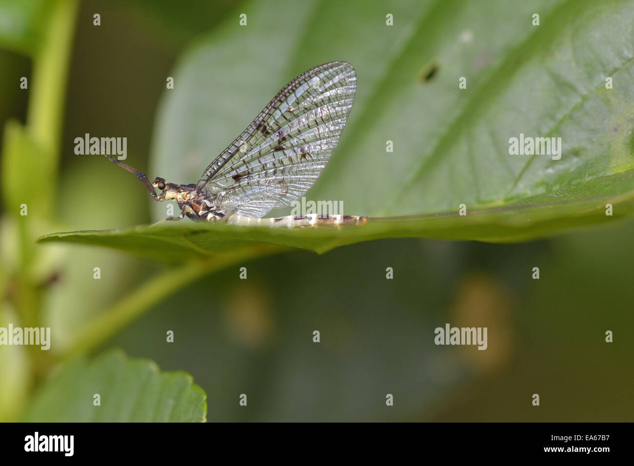 Mayfly leaf hi-res stock photography and images - Alamy