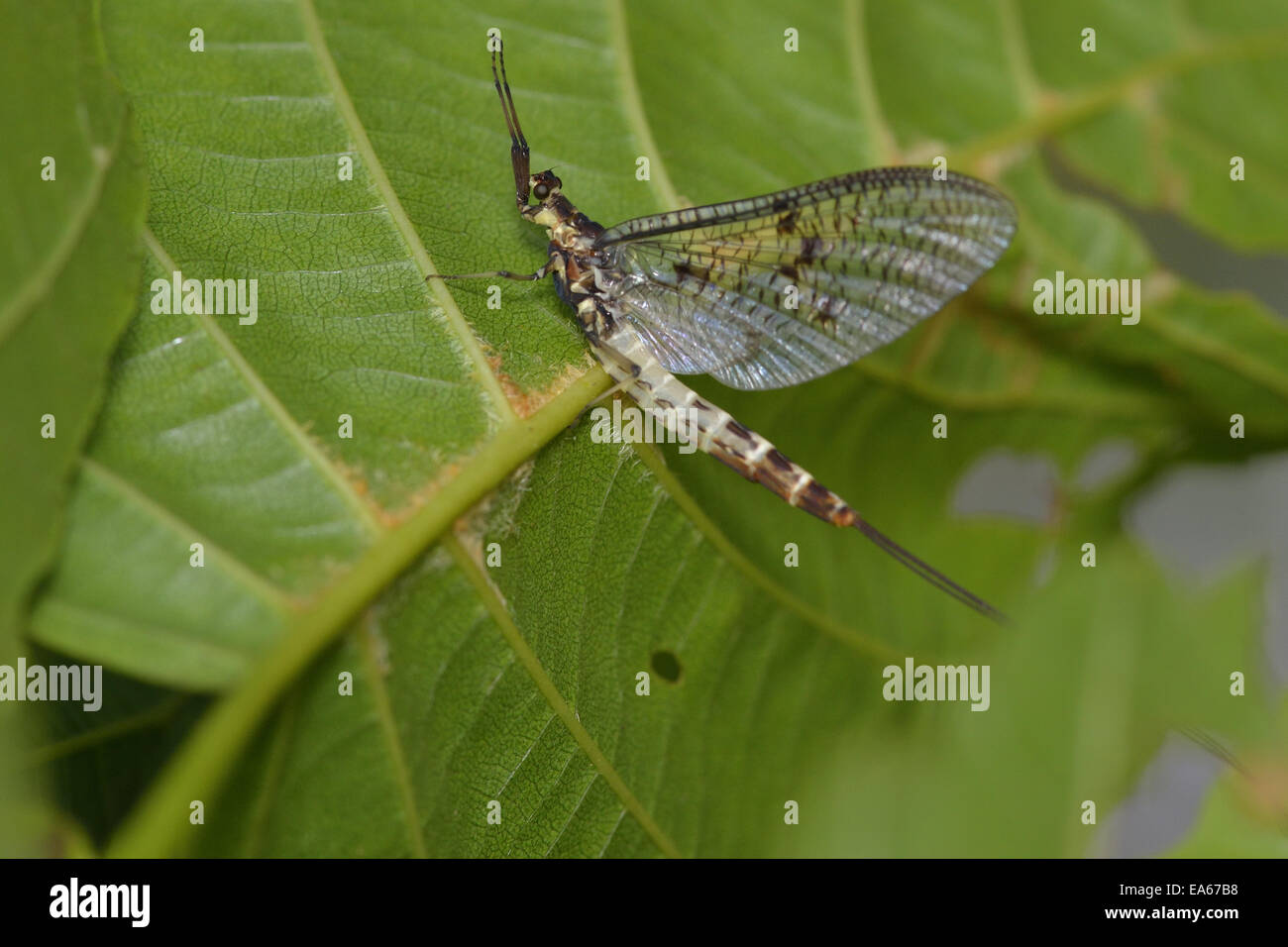Male mayfly hi-res stock photography and images - Alamy