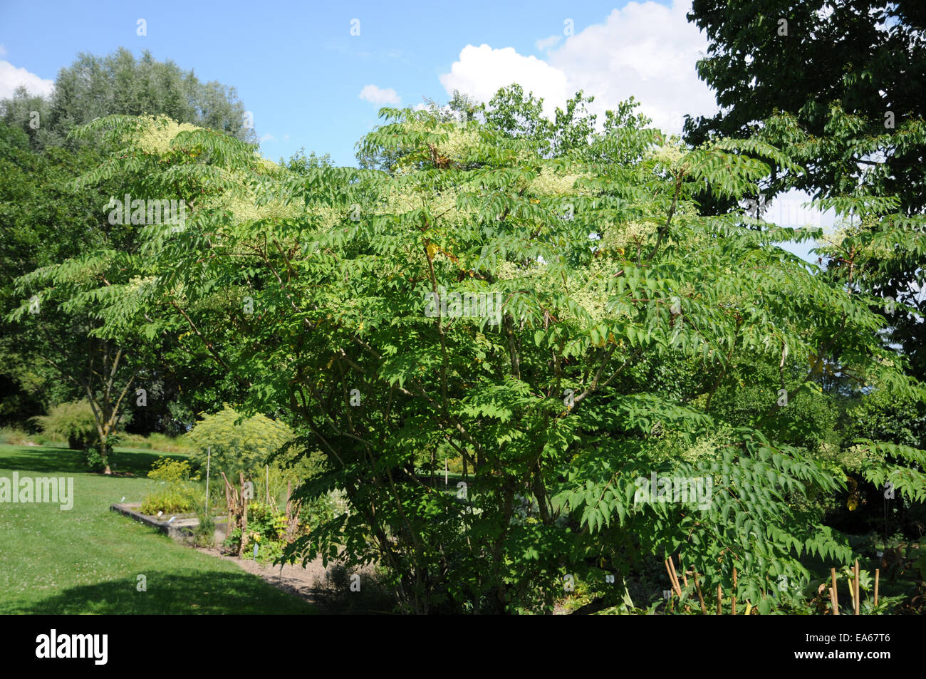 Angelica Tree Stock Photos & Angelica Tree Stock Images - Alamy