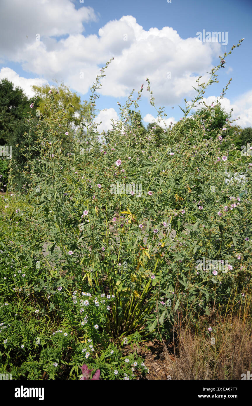 Armenian mallow hi-res stock photography and images - Alamy