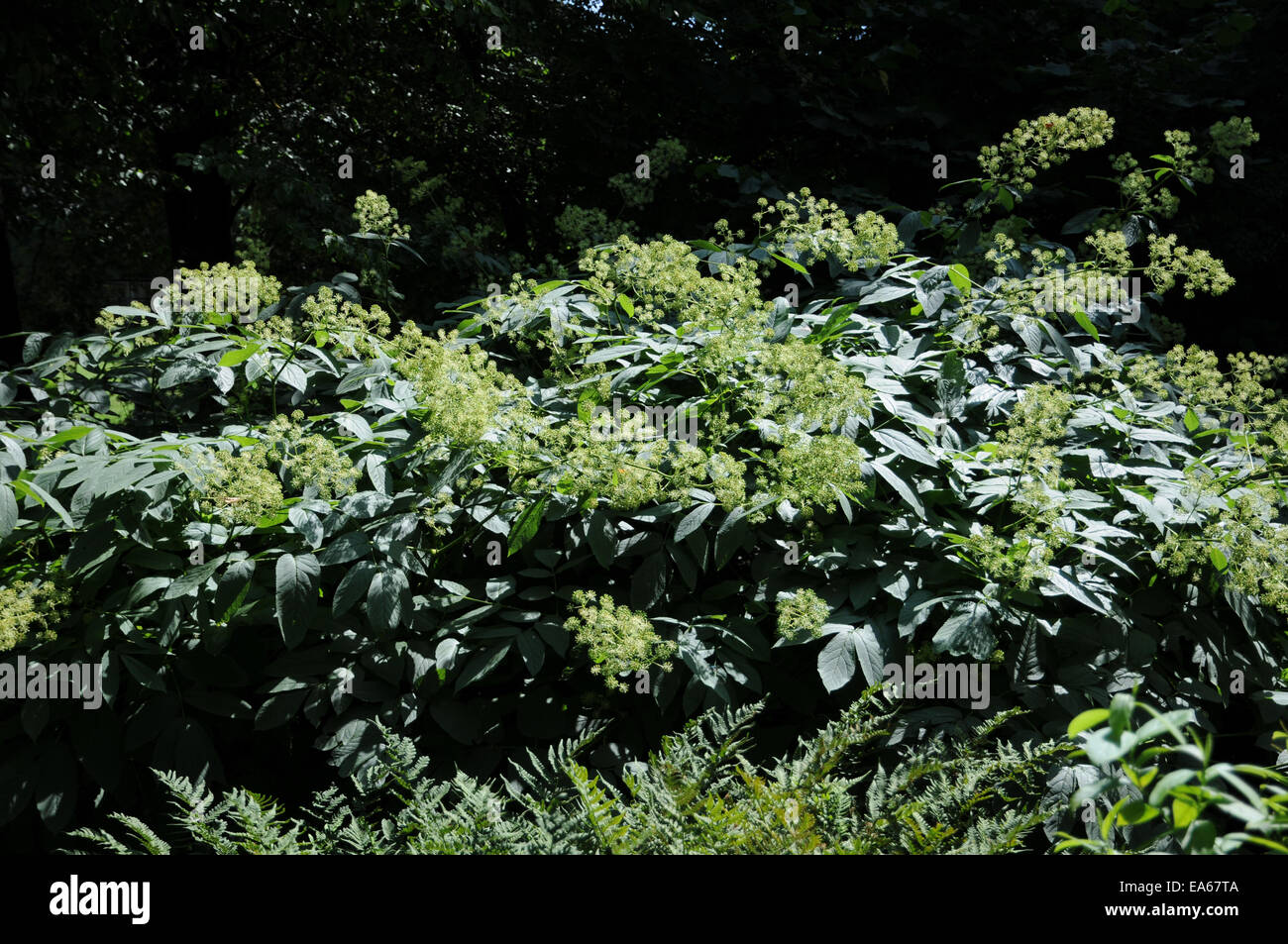 Spikenard plant hi-res stock photography and images - Alamy
