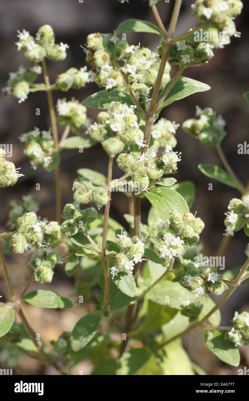 Marjoram Stock Photo - Alamy