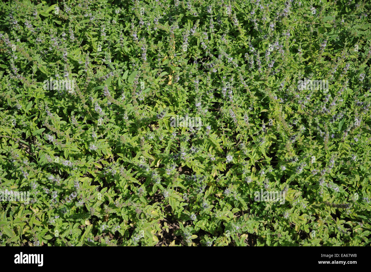 Fieldmint hi-res stock photography and images - Alamy