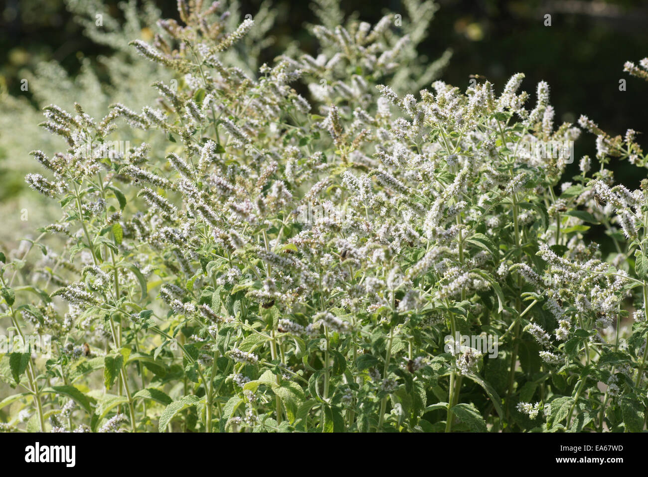 Minzen mints hi-res stock photography and images - Alamy
