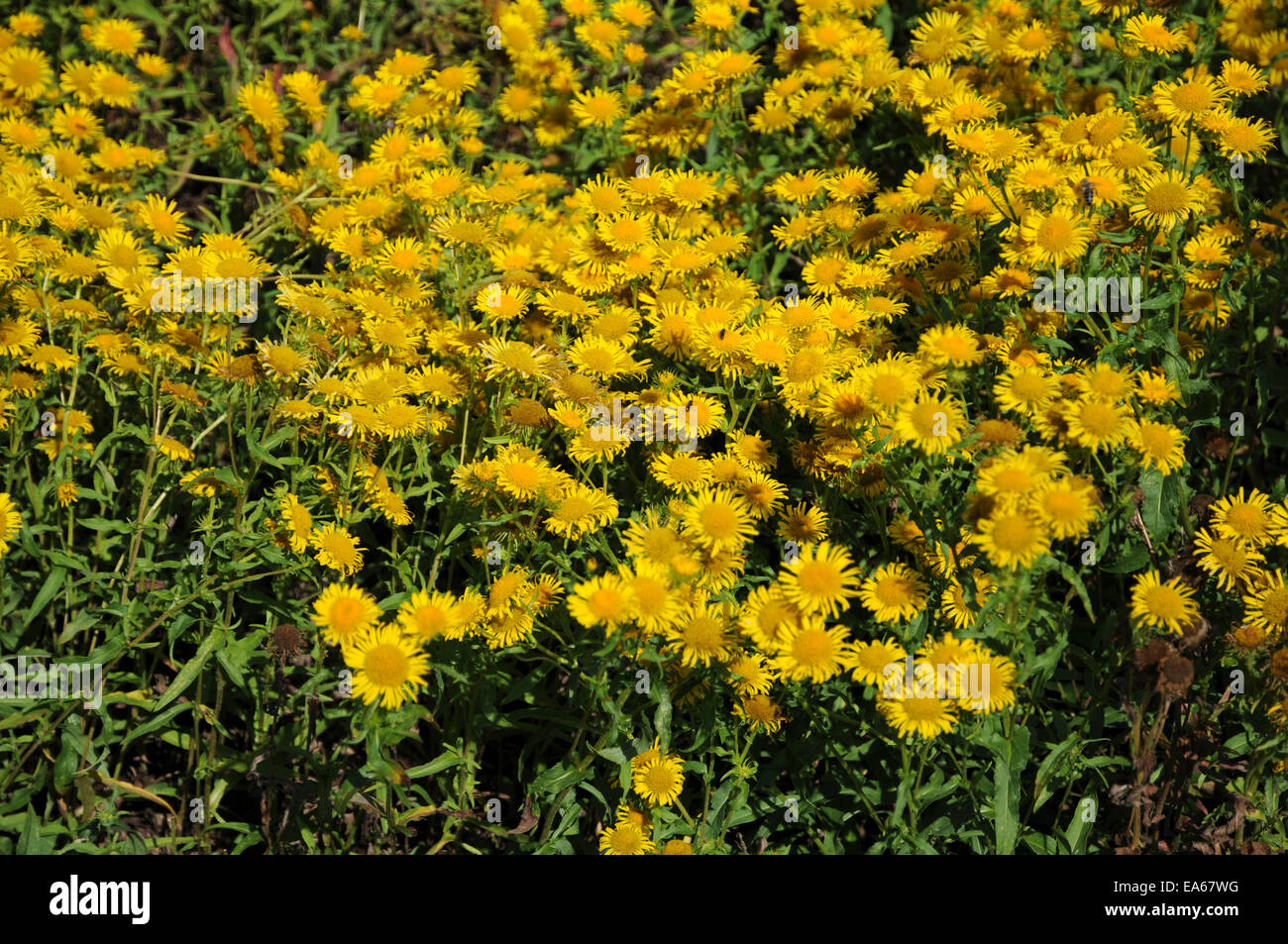 Yellowhead hi-res stock photography and images - Alamy
