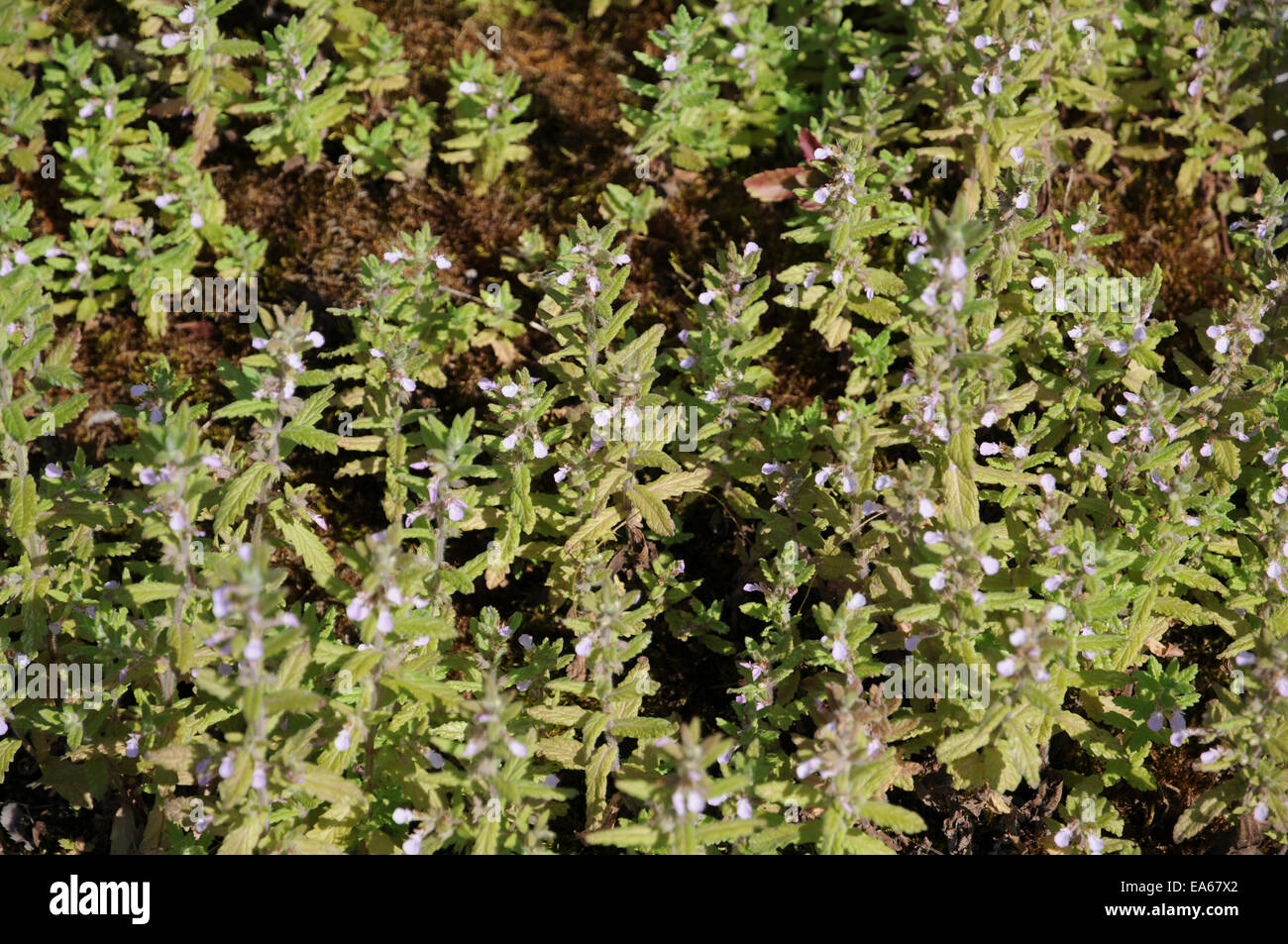 Wasser gamander hi-res stock photography and images - Alamy