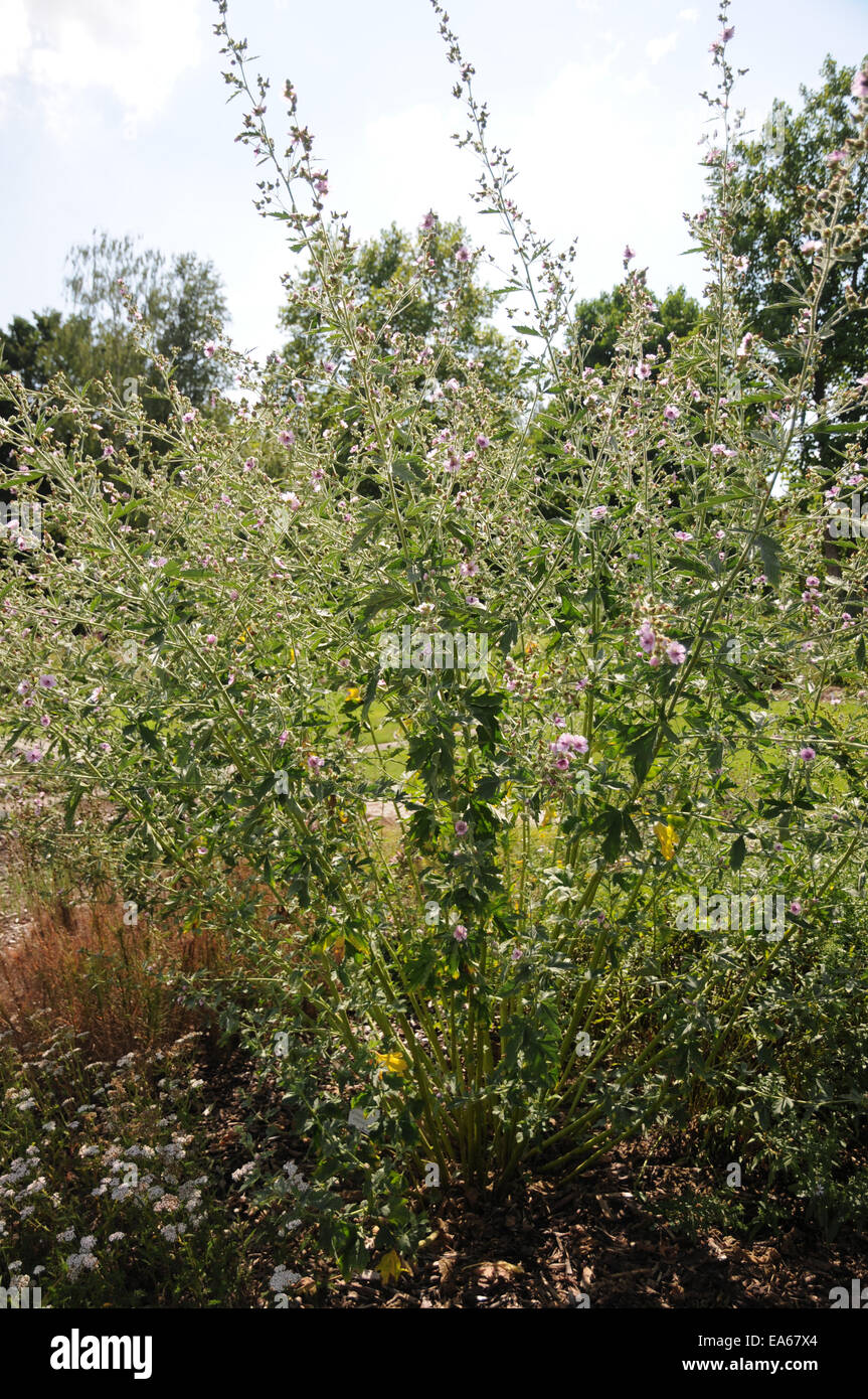 Armenian mallow hi-res stock photography and images - Alamy