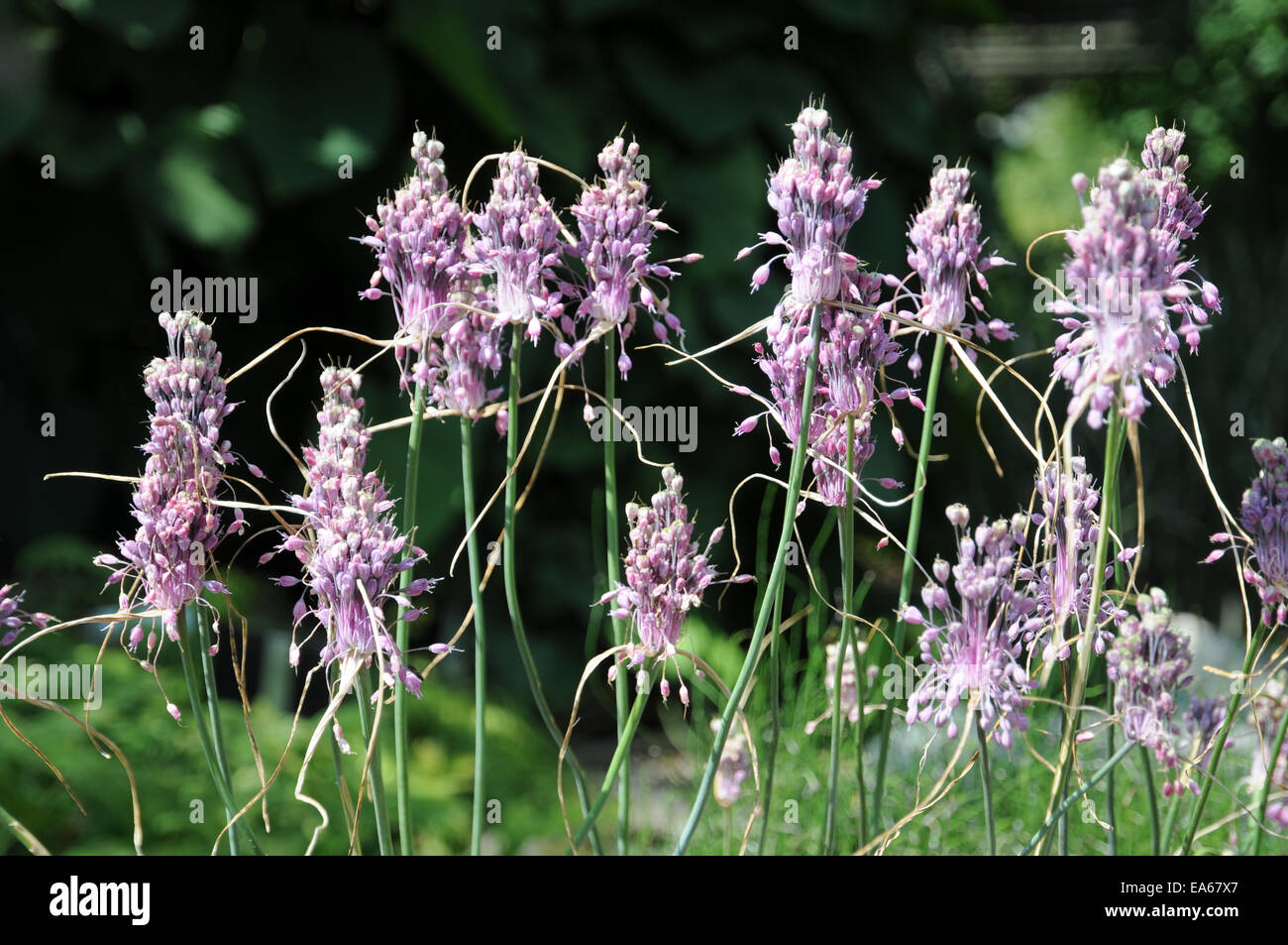 Keeled flower hi-res stock photography and images - Alamy