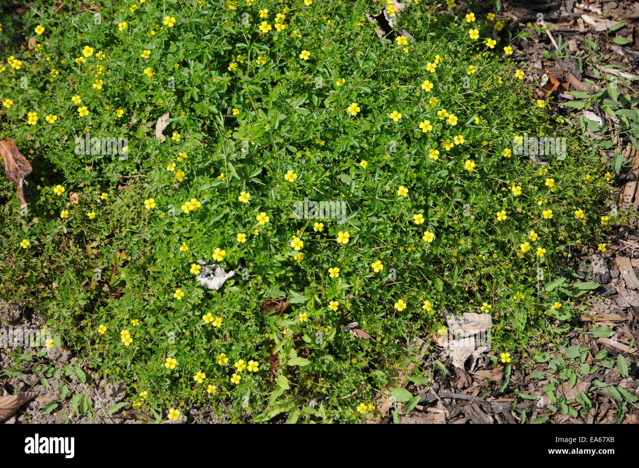 Tormentill hi-res stock photography and images - Alamy
