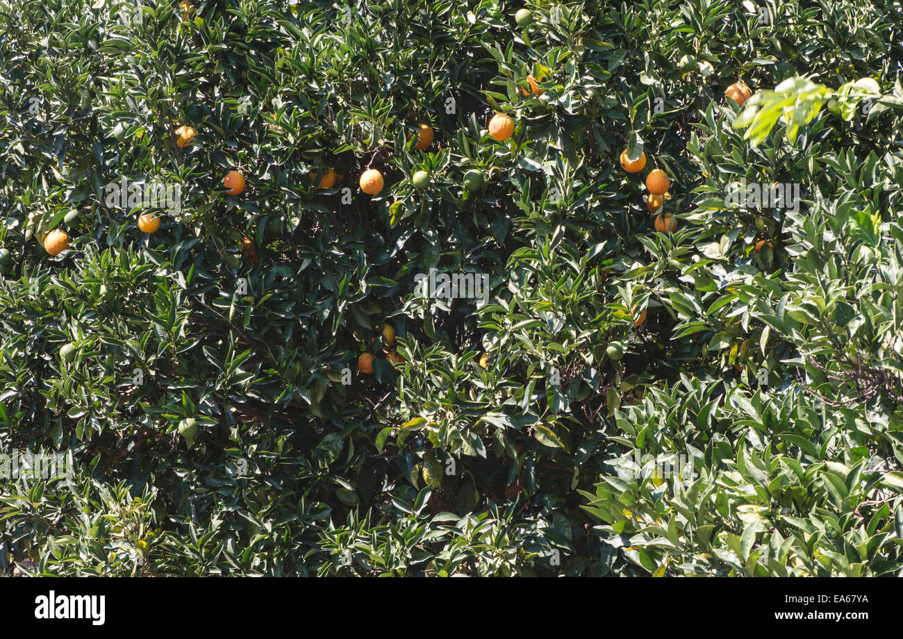 Orange trees in plantation. Agriculture trees Stock Photo - Alamy