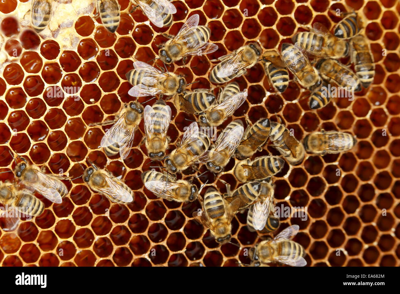 working bees on cell Stock Photo - Alamy