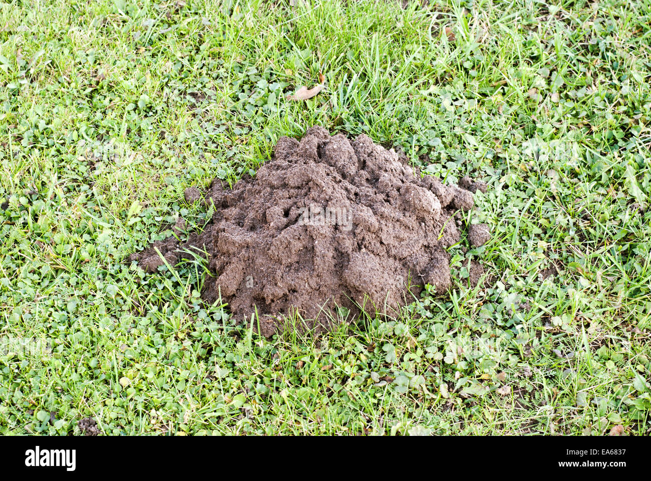 Mole mound in the sport stadium Stock Photo - Alamy