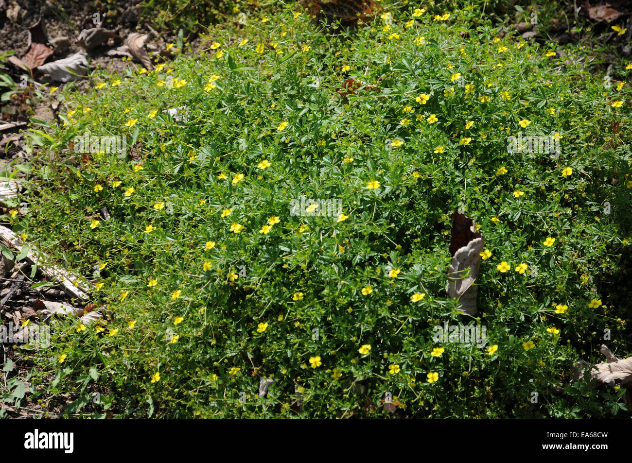 Tormentill High Resolution Stock Photography and Images - Alamy