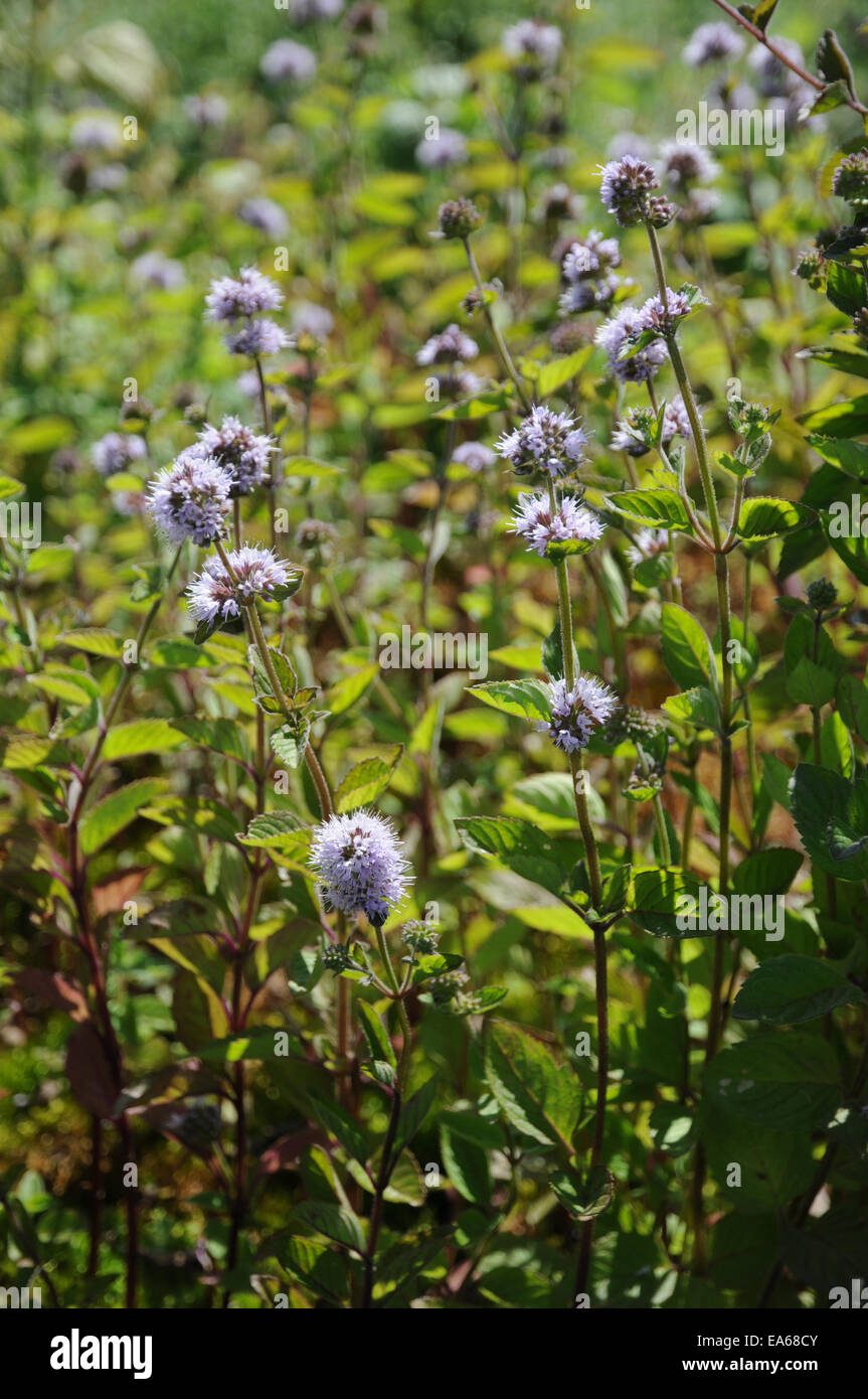 Watermint hi-res stock photography and images - Alamy