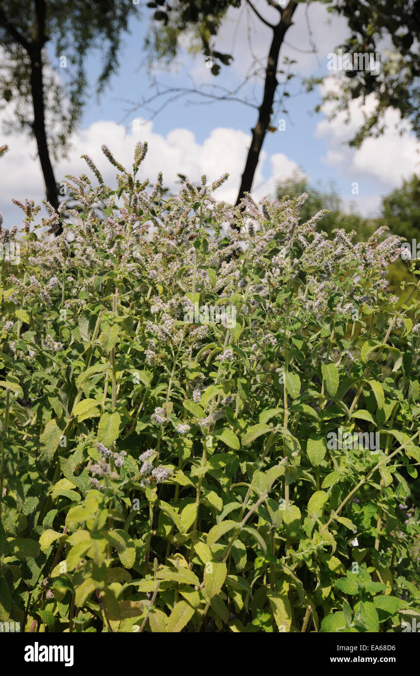 Curly mints hi-res stock photography and images - Alamy