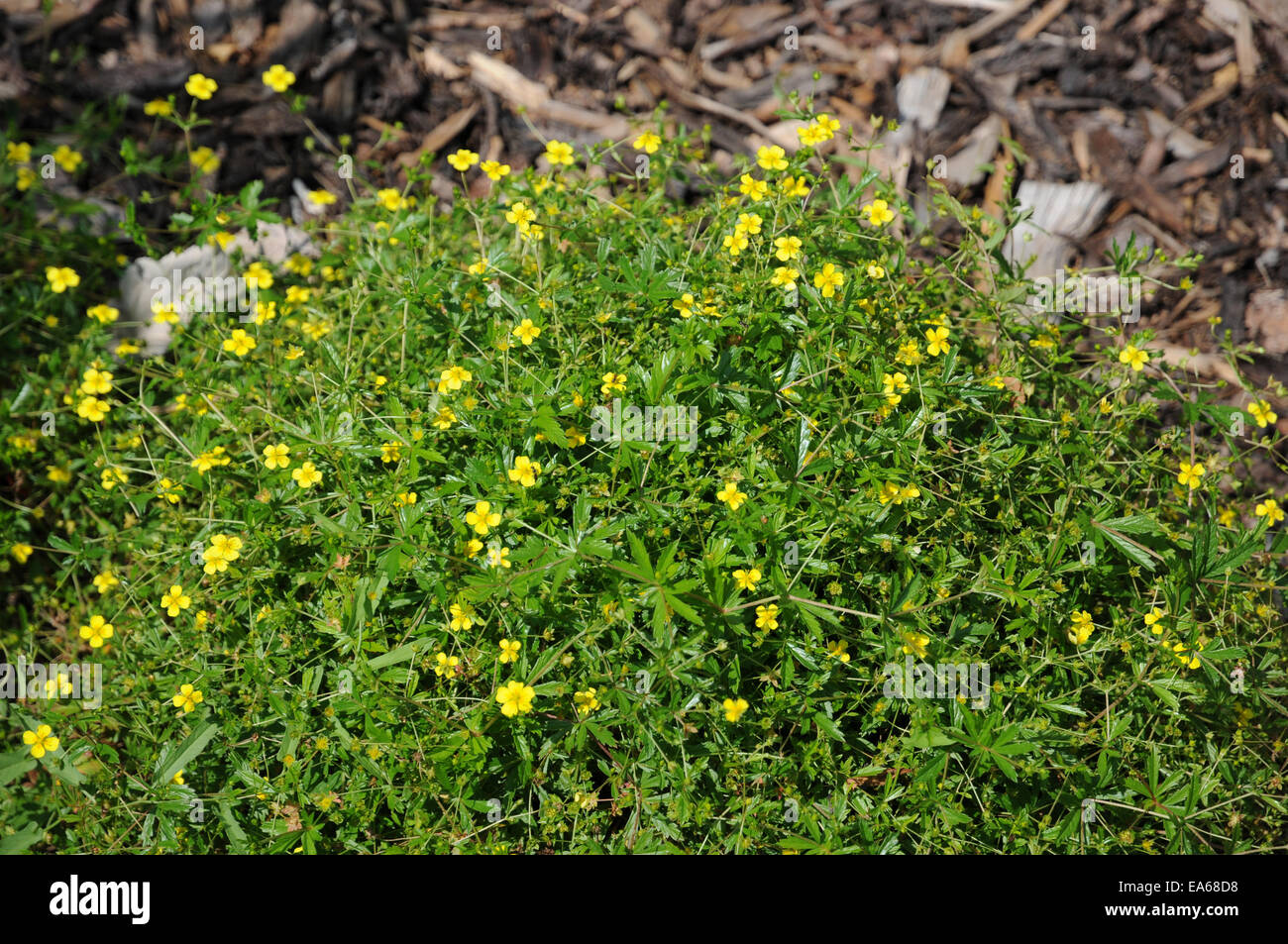 Tormentill High Resolution Stock Photography and Images - Alamy