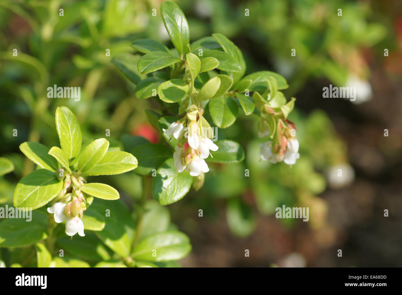 Lingonberry fruit hi-res stock photography and images - Alamy