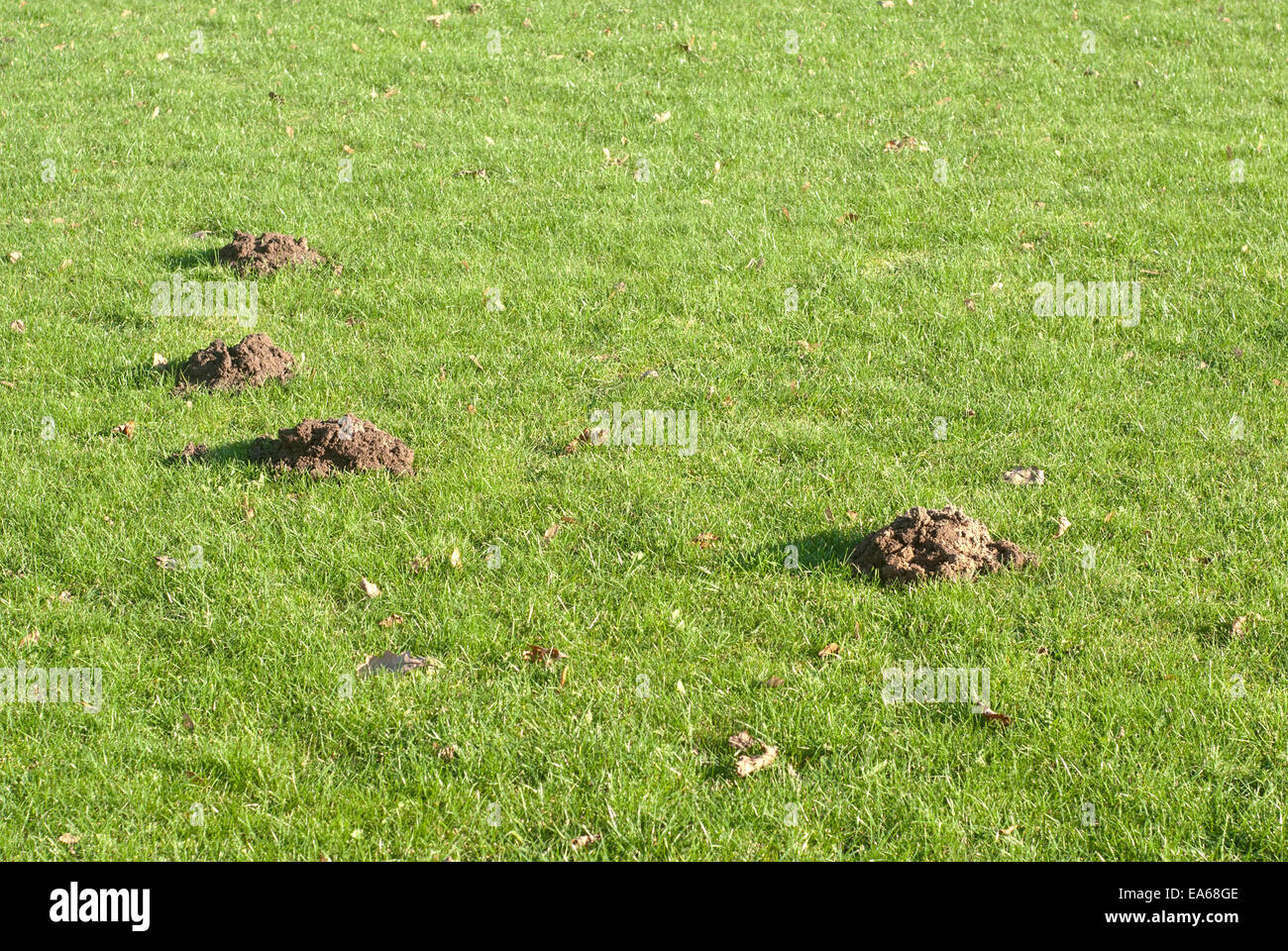 Mole mounds in the sport stadium Stock Photo - Alamy