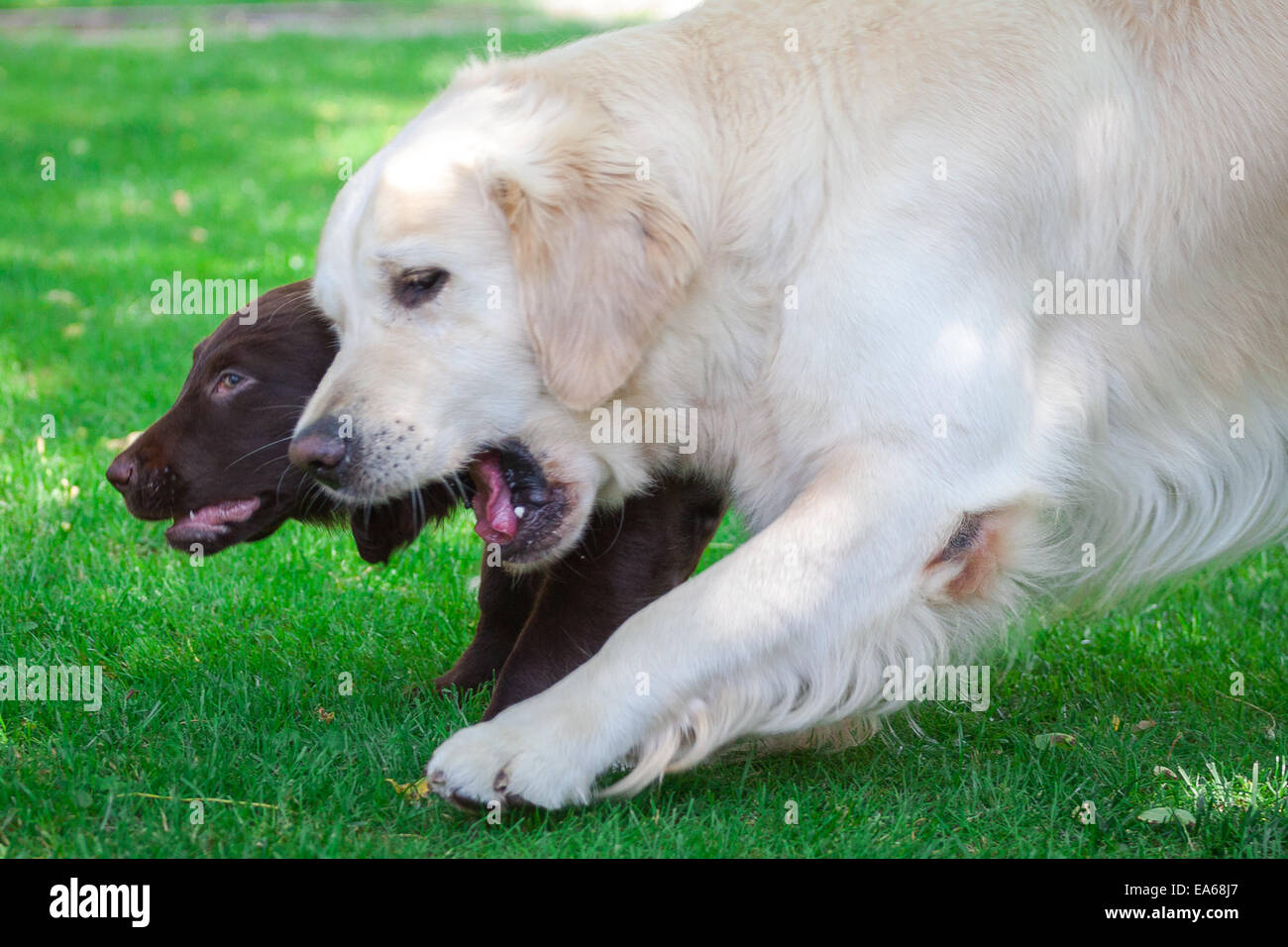 Flat Coated Golden Retriever