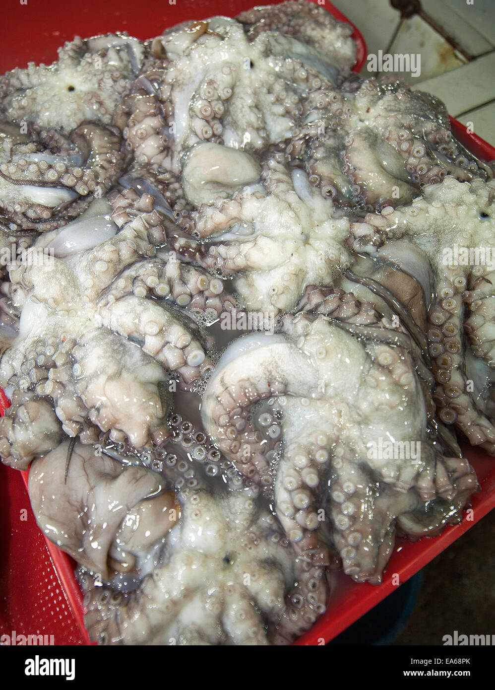 Octopuses fishing hi-res stock photography and images - Alamy