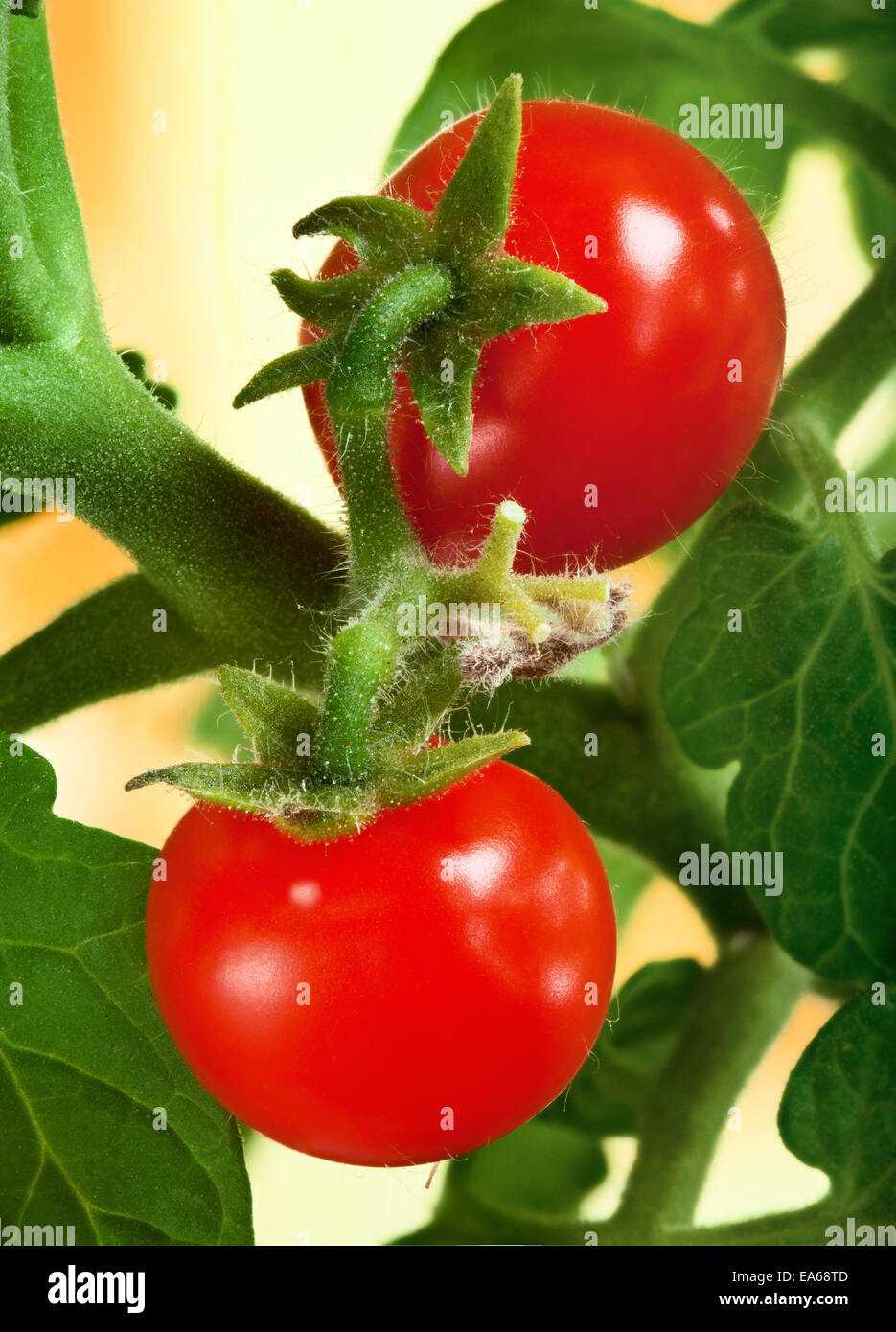 Agriculture toma hi-res stock photography and images - Alamy