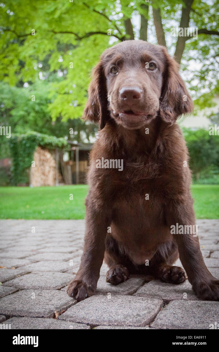 Flat face puppy hi-res stock photography and images - Alamy
