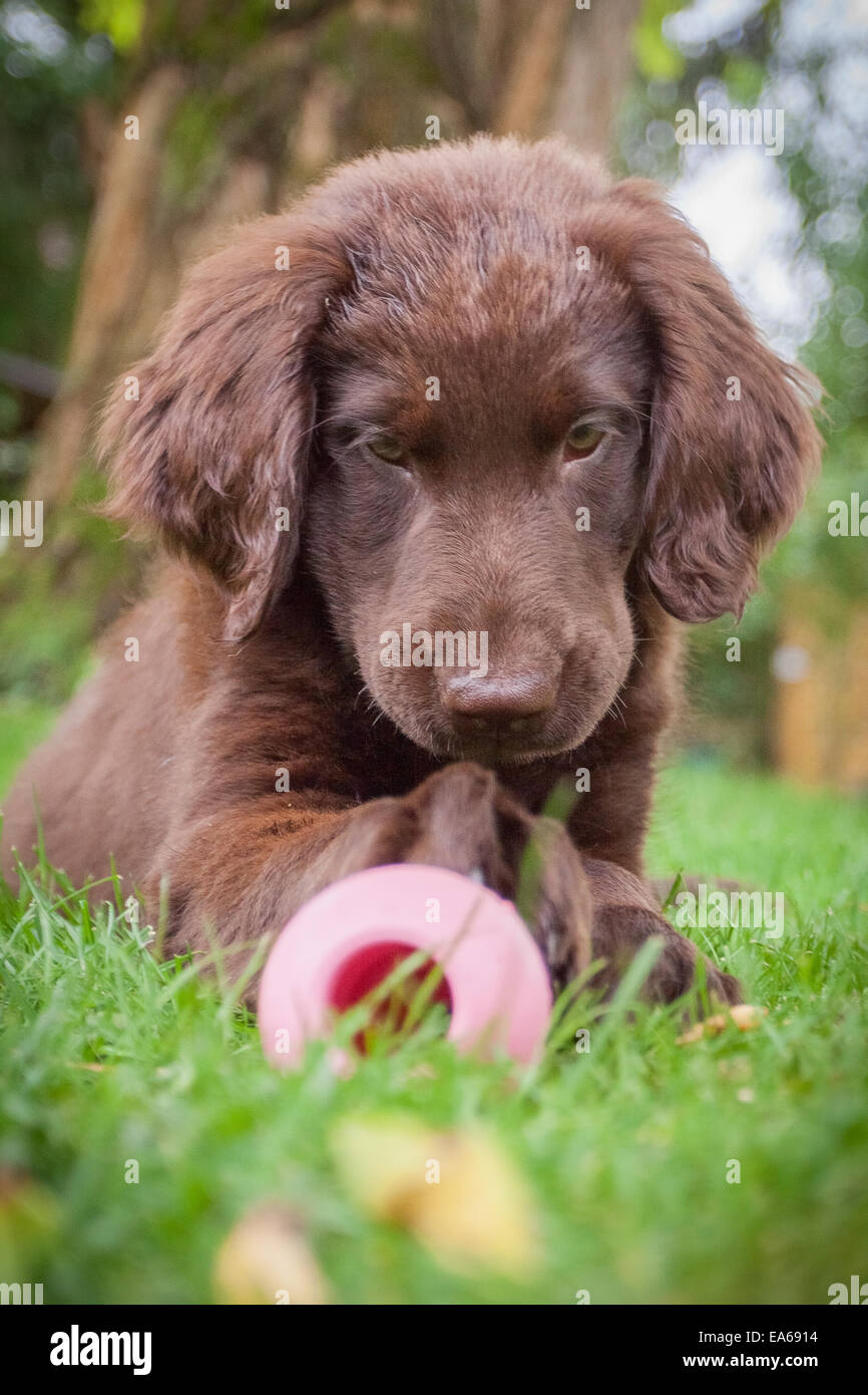 Flat Coated Retriever Puppy Stock Photo - Alamy