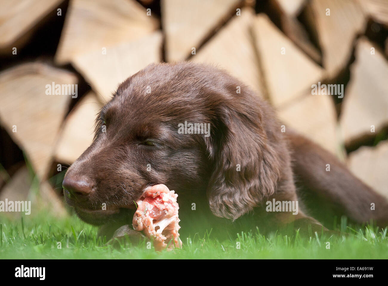 Puppy it a chicken carcass Stock Photo - Alamy
