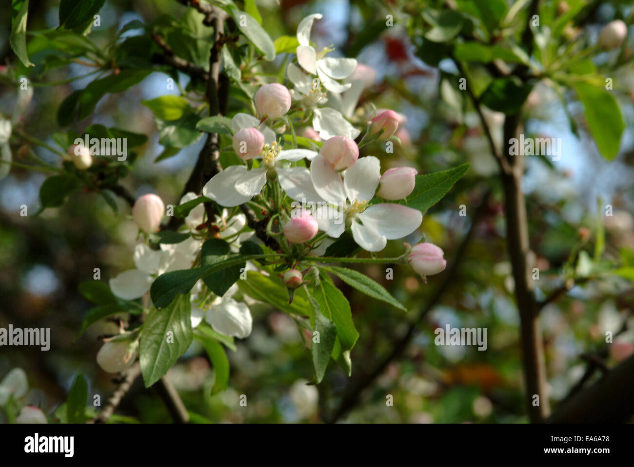 White apricot hi-res stock photography and images - Alamy