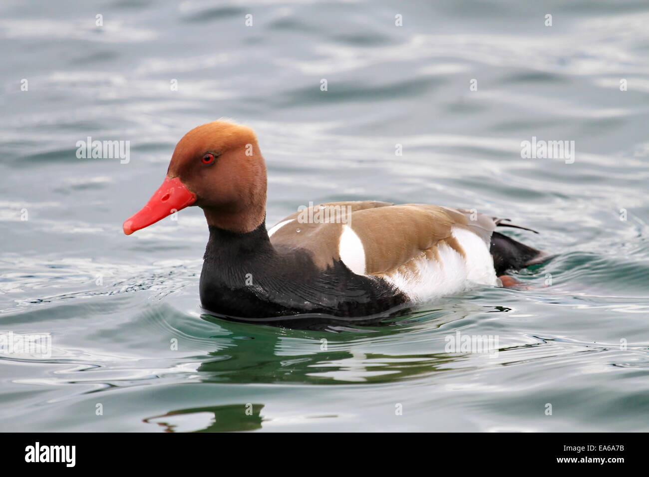 White crested duck hi-res stock photography and images - Alamy