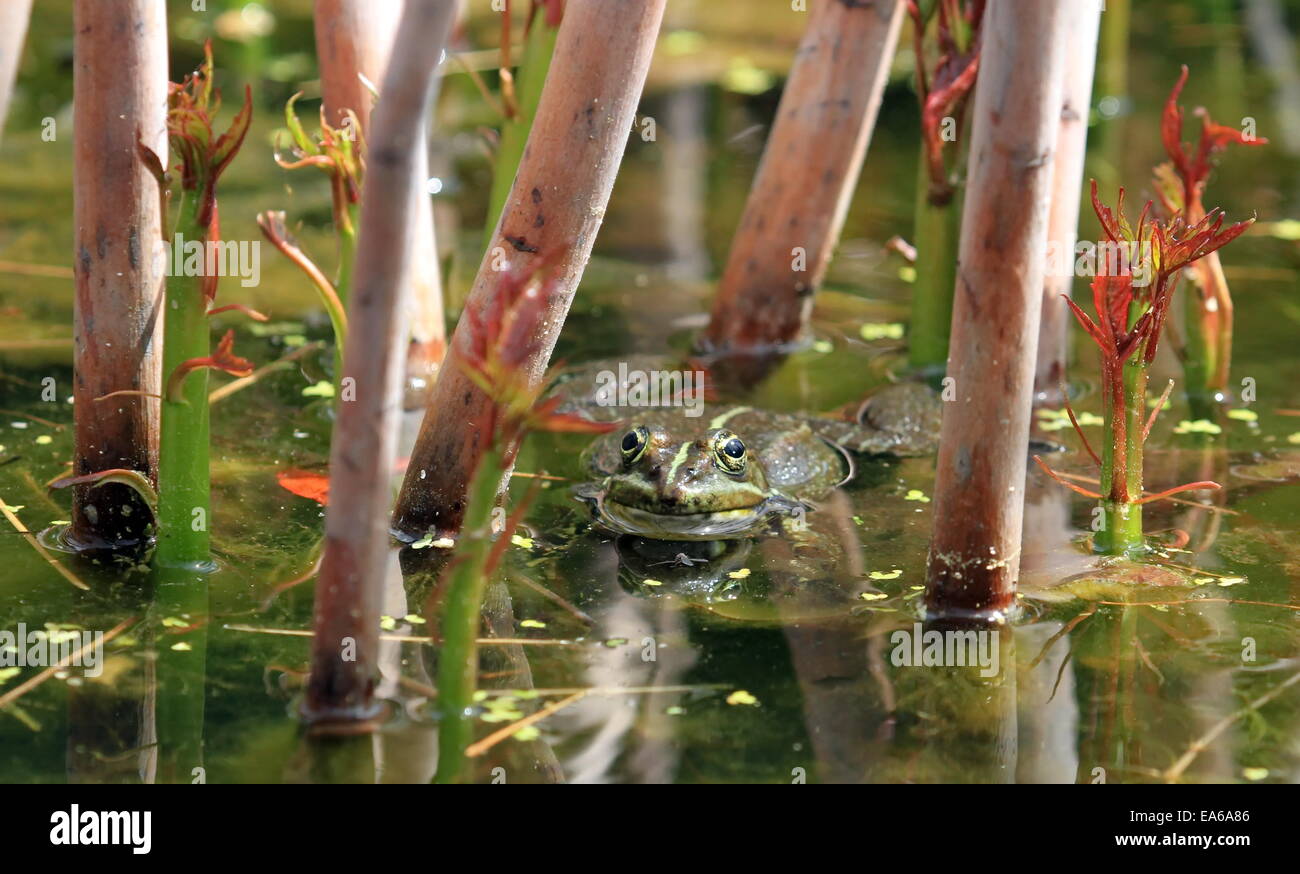 Frog in a pond Stock Photo - Alamy