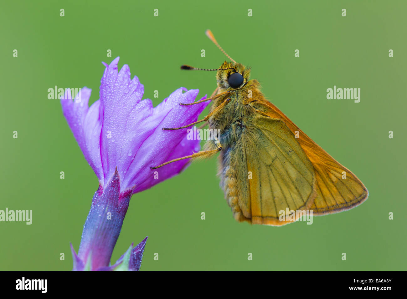 Skipper points hi-res stock photography and images - Alamy